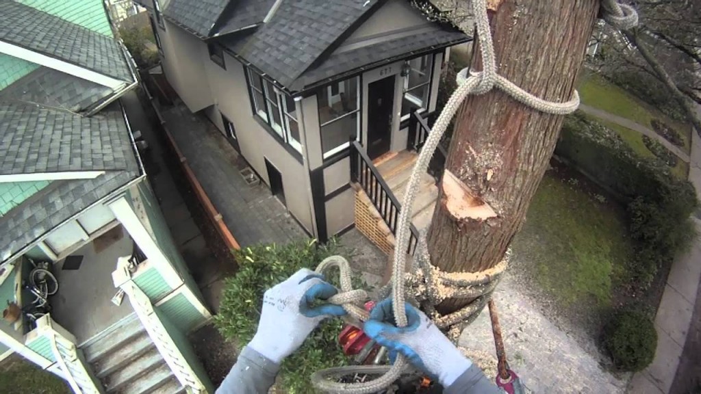 Emergency Tree Removal: Cleaning Up After the Storm – Welcome to Daniel ...