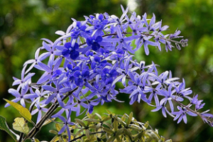 Spring Flowers You Want In Your Central Florida Garden – Welcome to ...