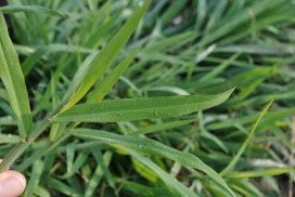 How To Detect & Control Florida Crabgrass – Welcome to Daniel's Lawn ...
