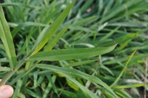How To Detect & Control Florida Crabgrass – Welcome to Daniel's Lawn ...