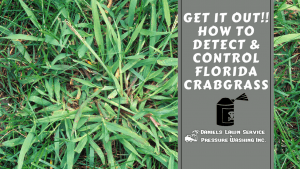How To Detect & Control Florida Crabgrass – Welcome to Daniel's Lawn ...